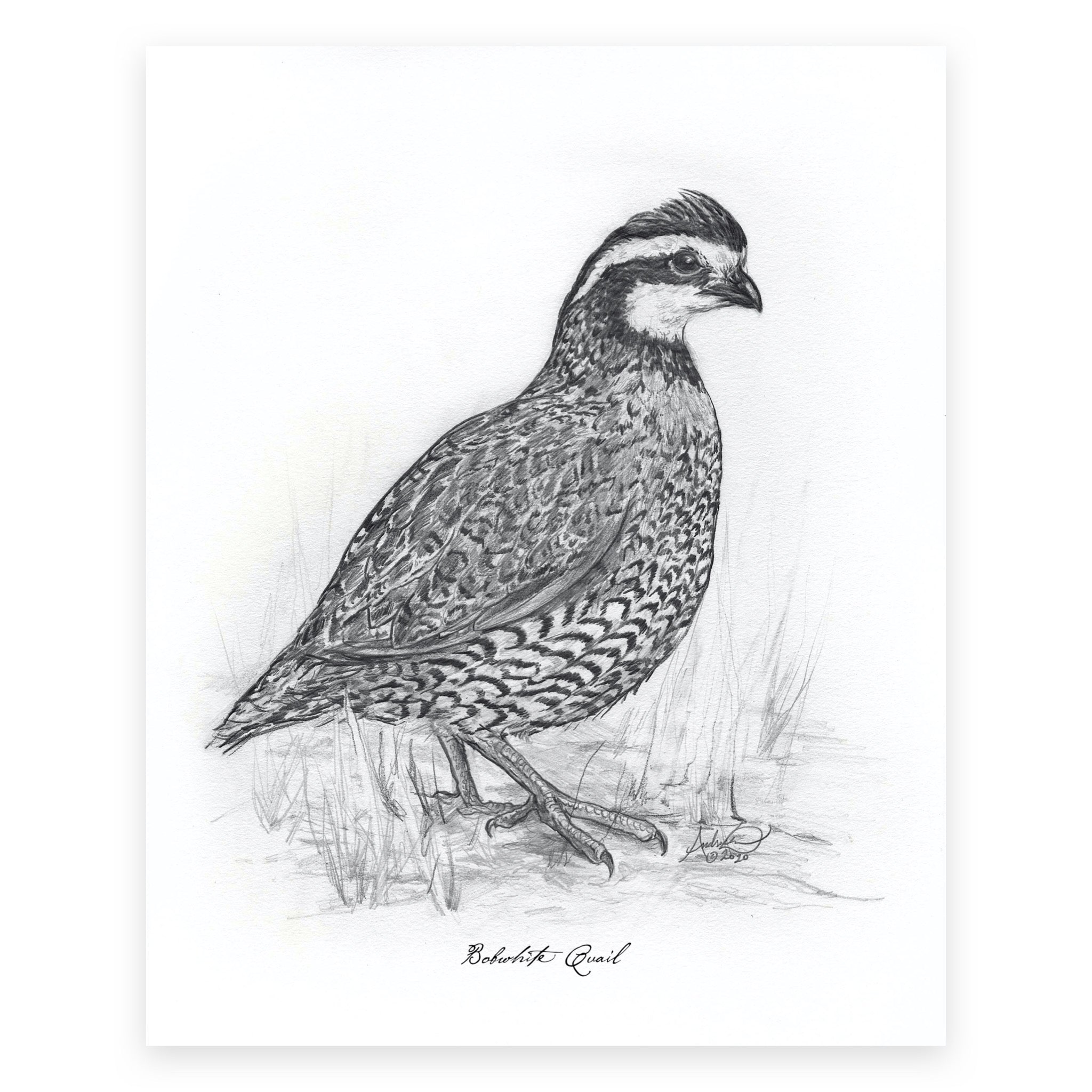 Quail Drawings