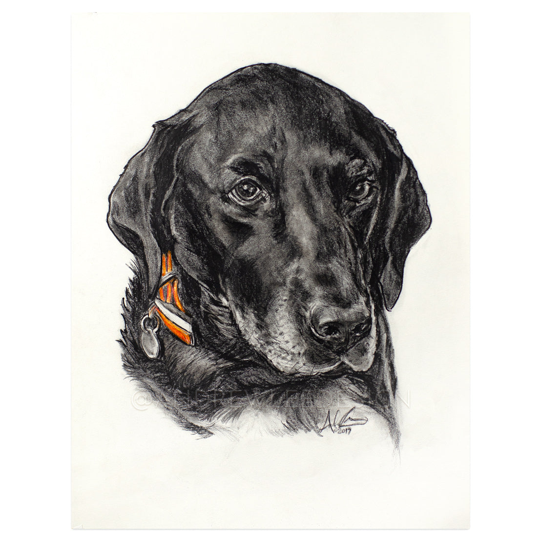 Pet Portrait Drawing, Pencil, Ink, Charcoal - Andrew Lee Design