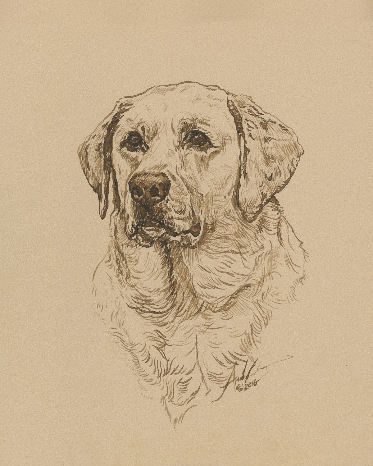 Pet Portrait Drawing, Pencil, Ink, Charcoal - Andrew Lee Design