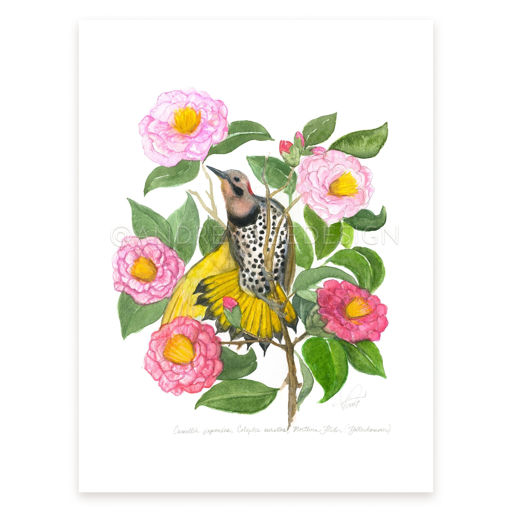 Camellia, Yellowhammer - Andrew Lee Design